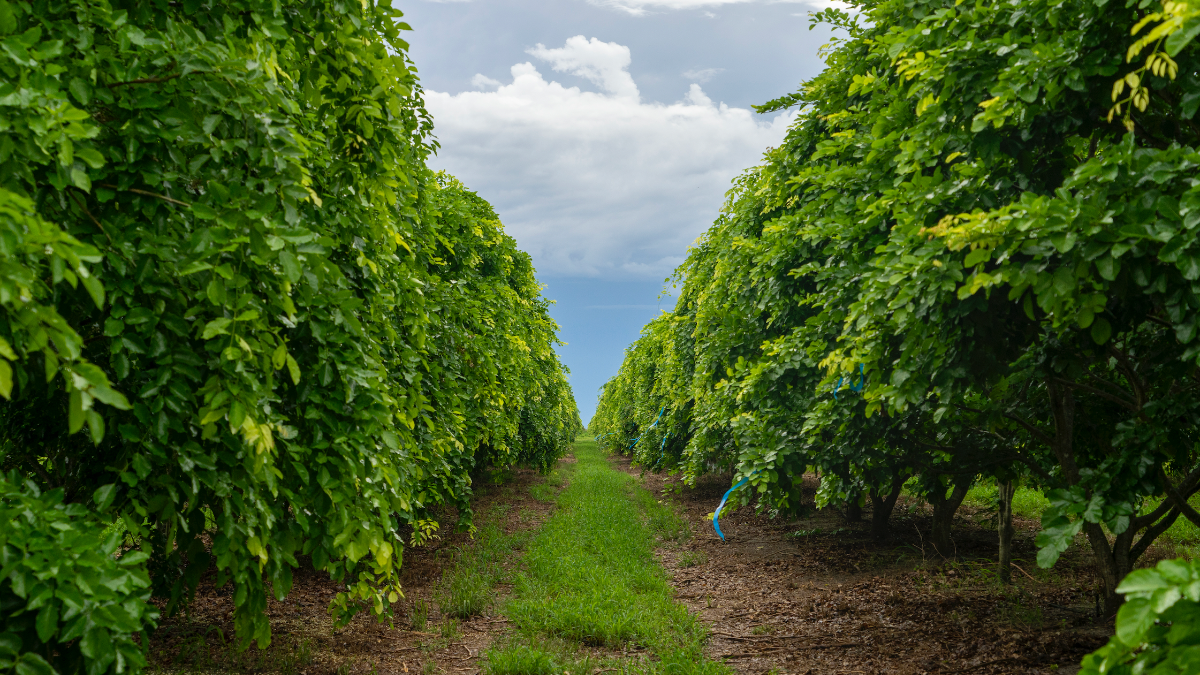 Celebrating Earth Day with Terviva - Mattson